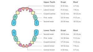 Tooth Eruption and Shedding | Great Marsh Pediatric Dentistry